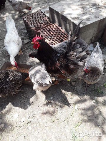Петухи барневельдер крупные, яйца утиные