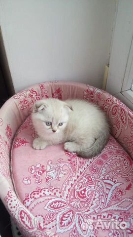 Шотландские котята