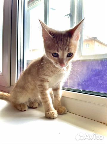 Котята бесплатно