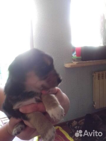 Собака в добрые руки щенок хаски сибирская лайка