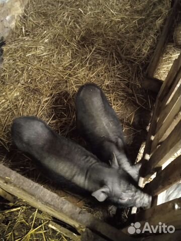 Вьетнамск вислобрюхий поросенок