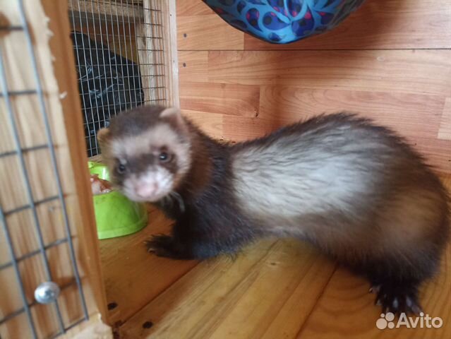 Хорек с клеткой