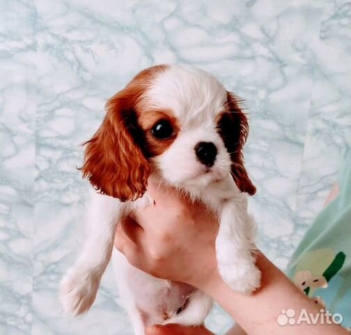 Щенки 2 и 4 месяца Кавалер Кинг Чарльз спаниели