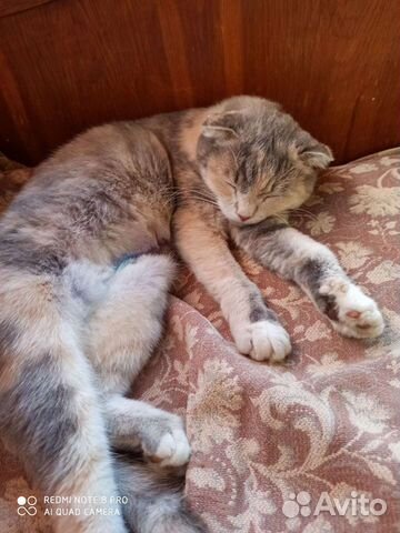 Кошка в дар бесплатно