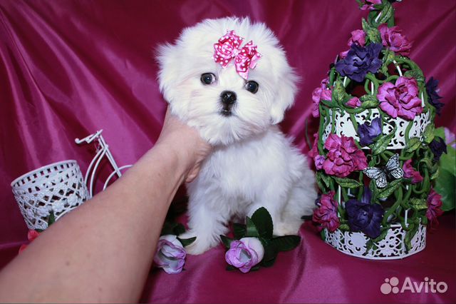 Очаровательная мини девочка мальтезе 2,5 мес