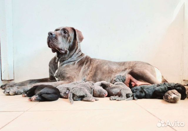 Бронирование чудесных малышей Кане Корсо