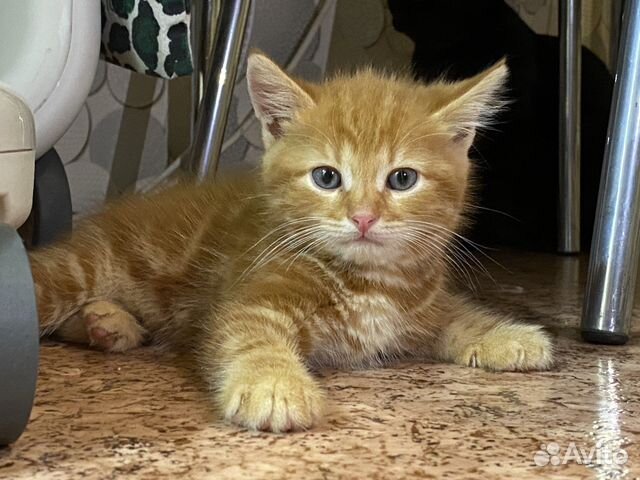 Котята курильского бобтейла