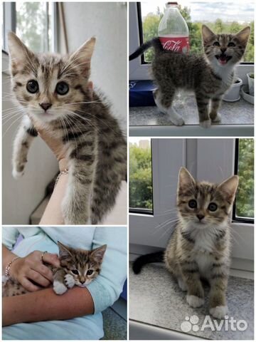 Котенок девочка