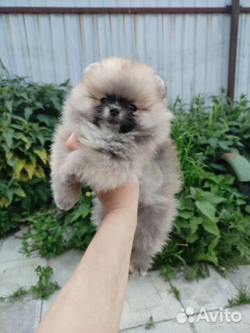 Померанский шпиц тип мишка мини