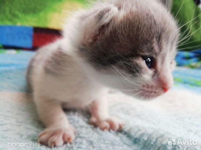 Кошки в добрые руки бесплатно