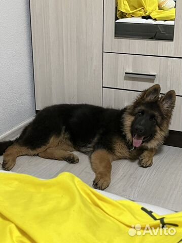 Щенок немнцкой овчарки