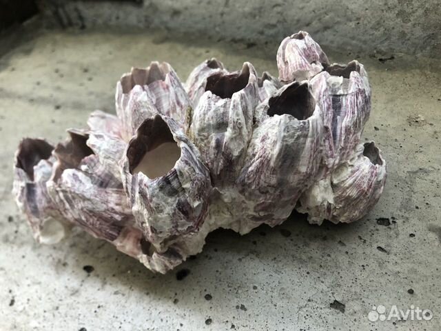 Коралл барнакл 23х13