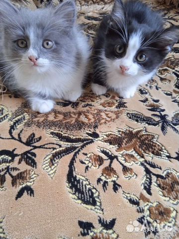 Серенькая киска и котик,бесплатно, привезу сама