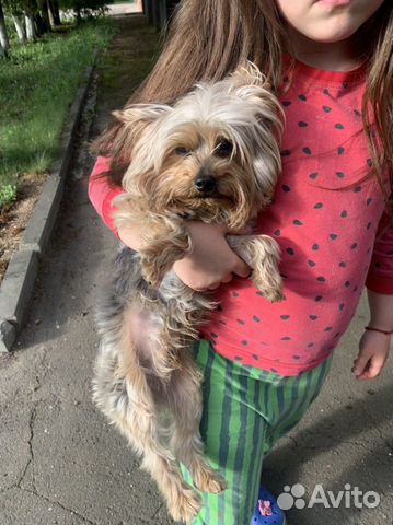 Собака Йорк