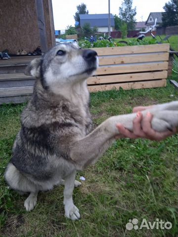 Собака лайка