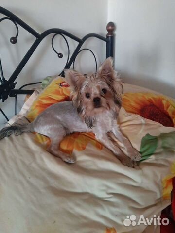 Собаки щенки йорк