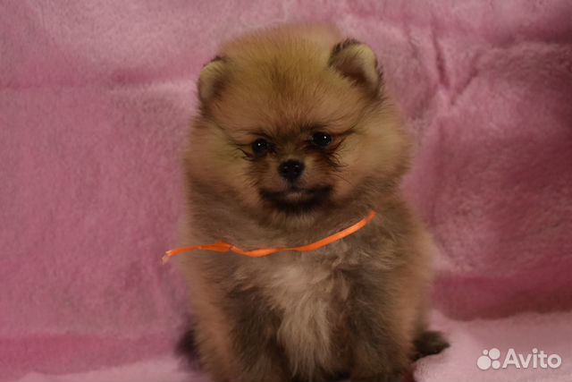 Шпиц - Девочка Одуванчик