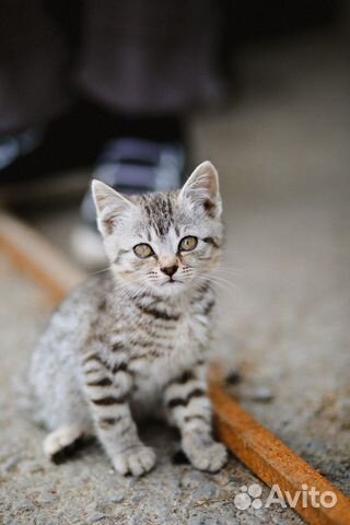 Кошка