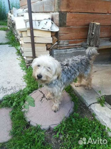 Собака-йокширский терьер