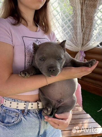 Американский булли