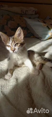 Кошка 3мес