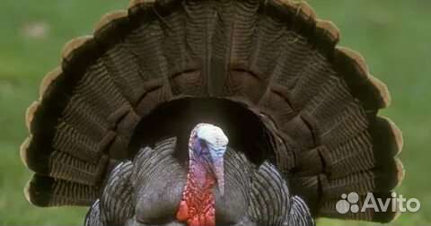 Хвост индюка