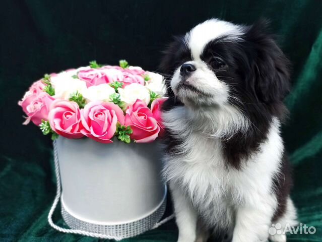 Щенки японский Хин мальчик