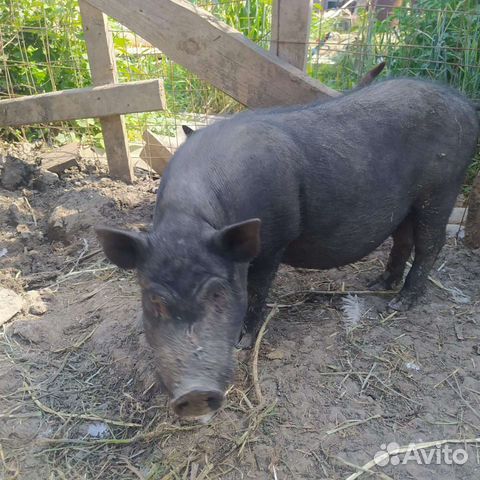 Вьетнамский вислобрюхий хряк