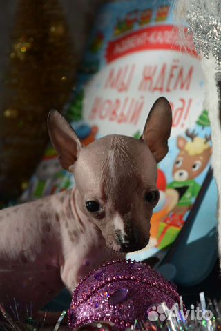 Принц мексиканской голой мини