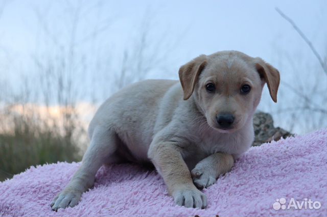 Ленни ищет дом