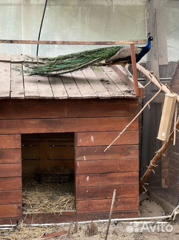 Павлин ищет подругу для жизни