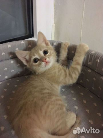 Кошка в дар бесплатно