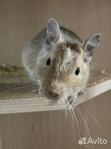 Дегу, 2 мальчика