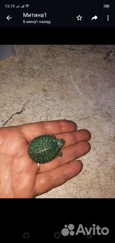 Красноухая черепаха