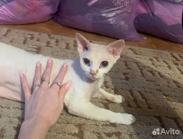 Девон-рекс кошка
