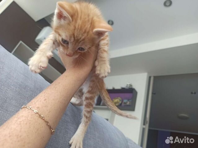 Рыжий котенок в добрые руки