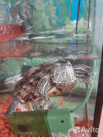 Красноухая черепаха с аквариумом