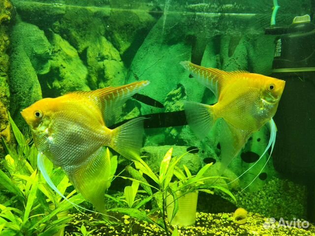 Аквариумные рыбки