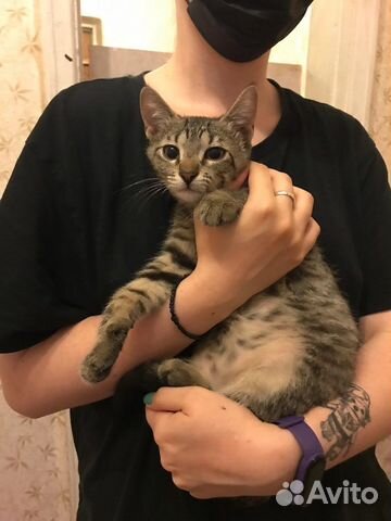 Отдаем котенка в хорошие руки