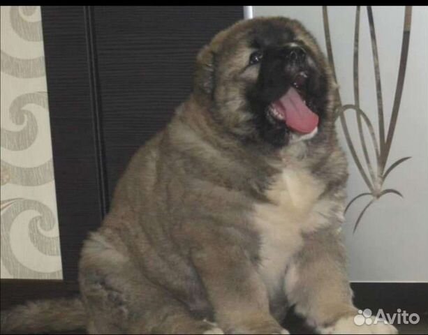 Отличные щенки кавказско овчарки