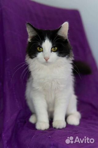 Моника в добрые руки