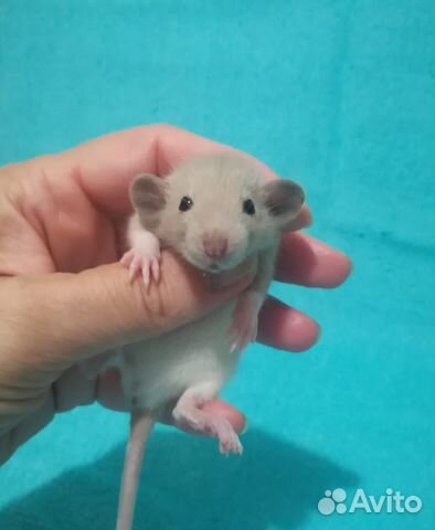Крыса дамбо крысята