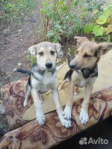 Щенок девочка 3.5 месяца