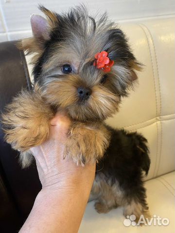 Беби-фейс очень красивый мальчик 3 мес