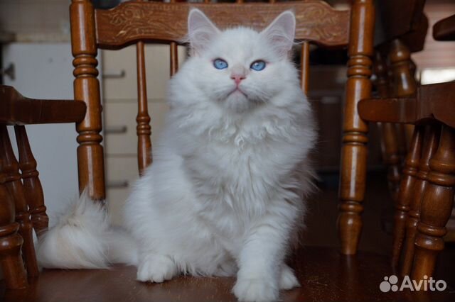 Невский маскарадный котик из питомника