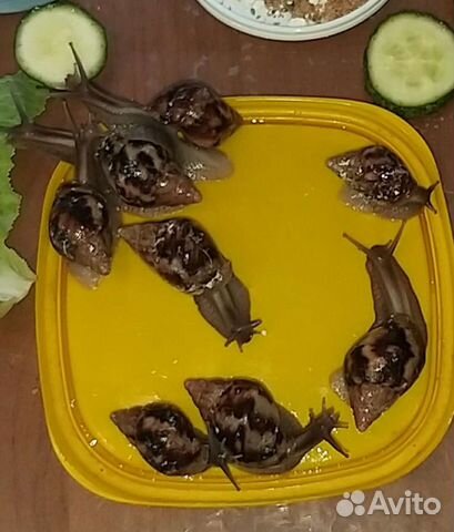 Улитки ахатины бесплатно