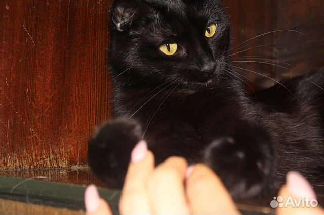 Черная красавица