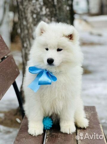 Малыши самоеды 2 месяца