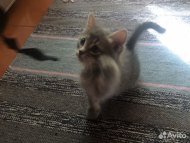 Котята мышеловы 6 недель