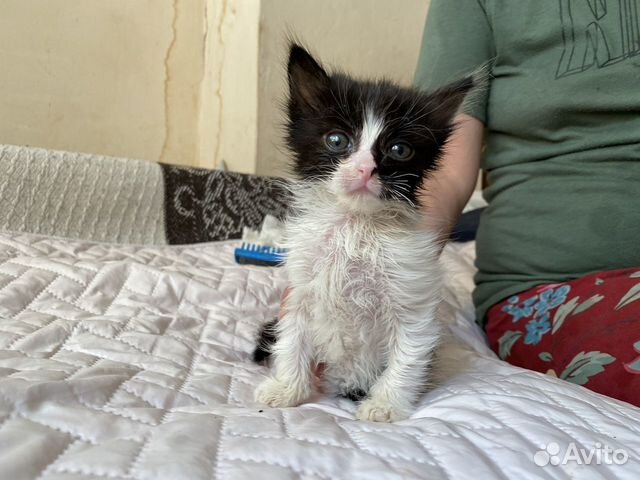 Котенок в добрые руки